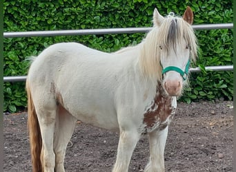 Chevaux Tinker à vendre | ehorses.fr
