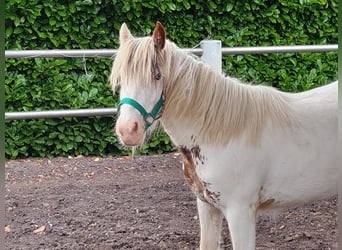 Chevaux Tinker à vendre | ehorses.fr