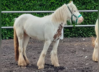 Chevaux Tinker à vendre | ehorses.fr
