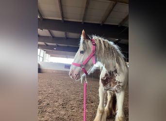 Chevaux Tinker à vendre | ehorses.fr