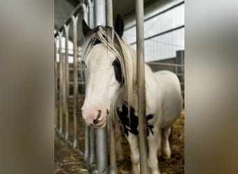 Chevaux Tinker à vendre | ehorses.fr