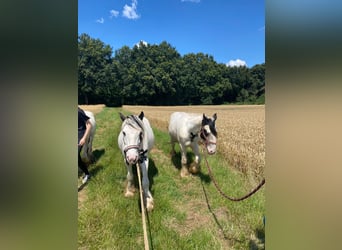 Chevaux Tinker à vendre | ehorses.fr