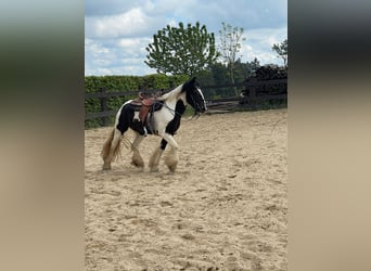Tinker paarden te koop | ehorses.nl