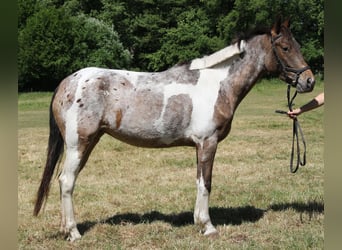 Schecke kaufen und verkaufen | ehorses.de