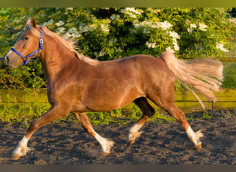 Welsh-d for sale | ehorses.co.uk