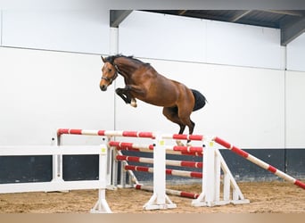 Springpferde kaufen und verkaufen | ehorses