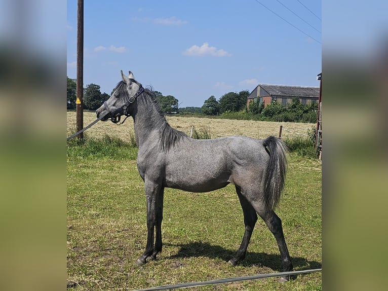 Ägyptischer Araber Hengst 1 Jahr 158 cm Schimmel in Weeze