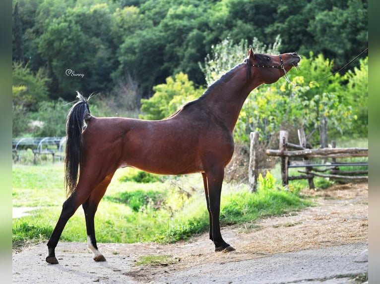 Ägyptischer Araber Hengst 9 Jahre 154 cm Rotbrauner in Ennepetal