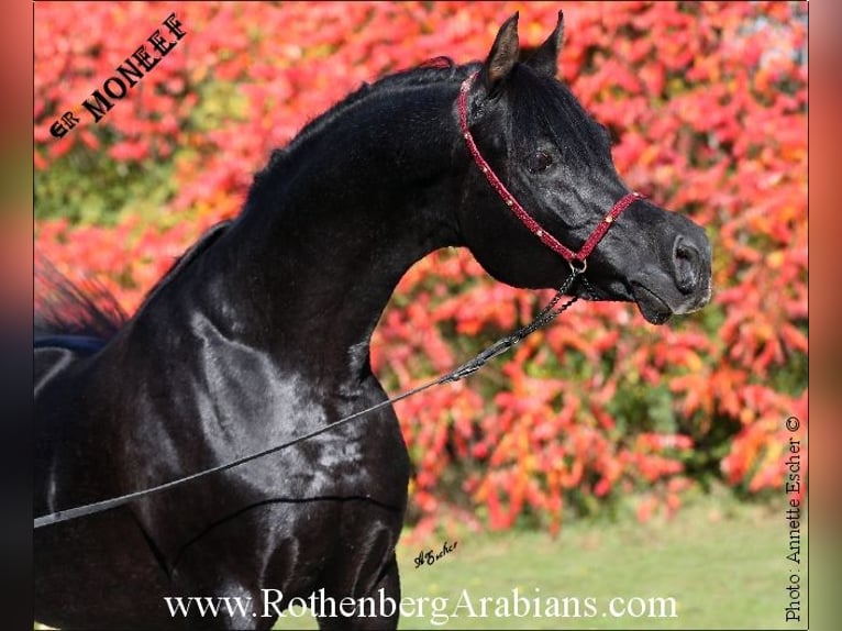 Ägyptischer Araber Stute Fohlen (04/2023) 154 cm Rappe in Monheim