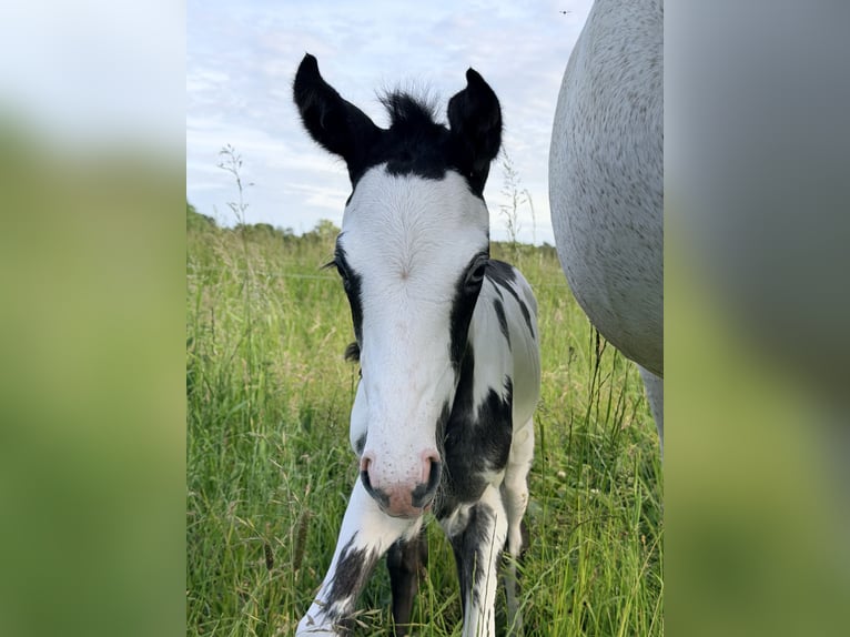 American Paint Horse Mix Stallion Foal (01/2026) 15.1 hh Overo-all ...