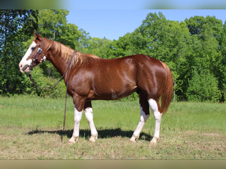 American Quarter Horse Gelding 11 years 14,3 hh Chestnut in American Quarter Horse Gelding 11 years 14,3 hh Chestnut in