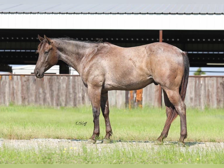 American Quarter Horse Gelding 4 years 14,2 hh in Ravenna