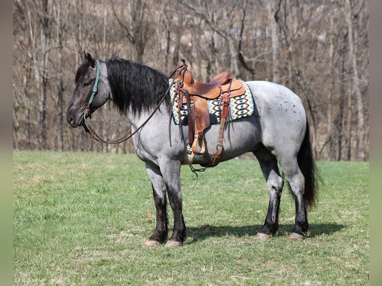 American Quarter Horse Gelding 5 years 16,1 hh Roan-Blue in Mount Vernon