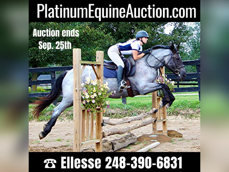 Blue Roan Quarter Horse Jumping