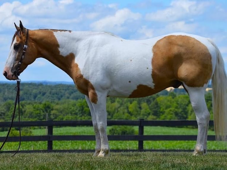 Palomino Paint Quarter Horse