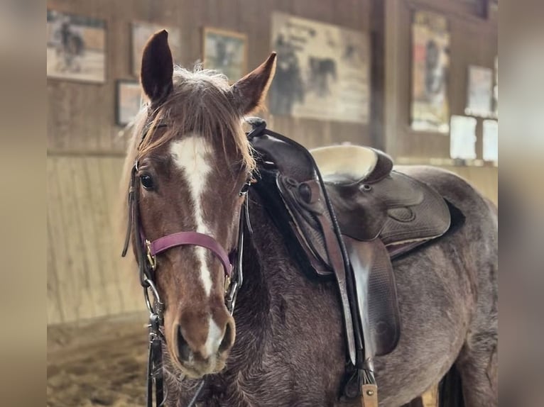 American Quarter Horse Stute 5 Jahre 145 cm Roan-Red in Buggingen