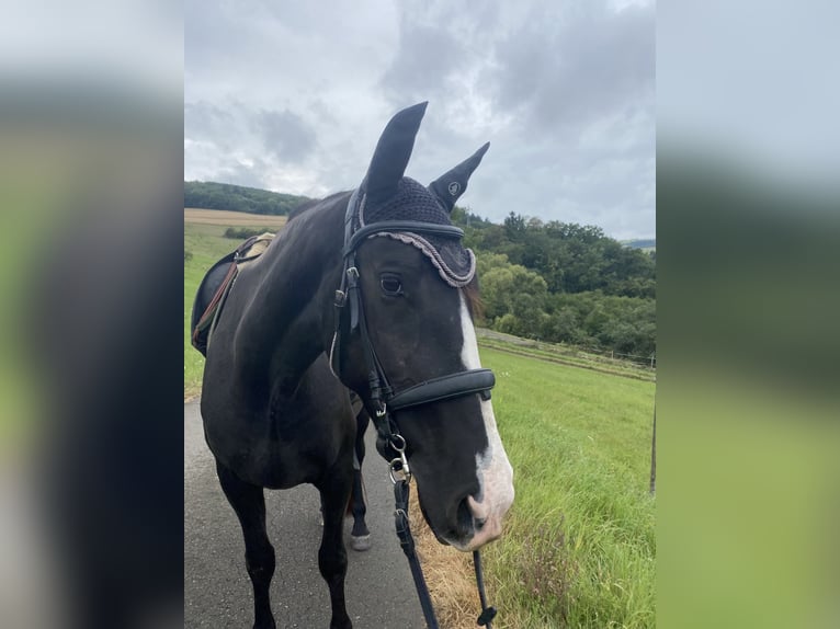 Andalusier Mix Stute 4 Jahre 160 cm Rappe in Bad Kreuznach