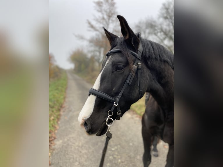 Andalusier Mix Stute 4 Jahre 160 cm Rappe in Bad Kreuznach