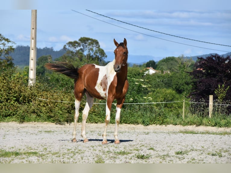 Anglo-Arabo Wallach 2 Jahre 155 cm Tobiano-alle-Farben in Llanuces