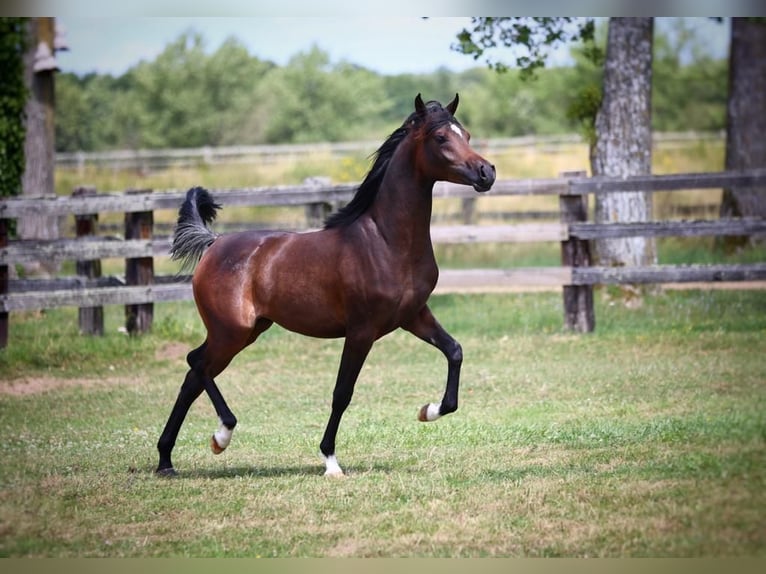 Dark Bay Arabian Horses