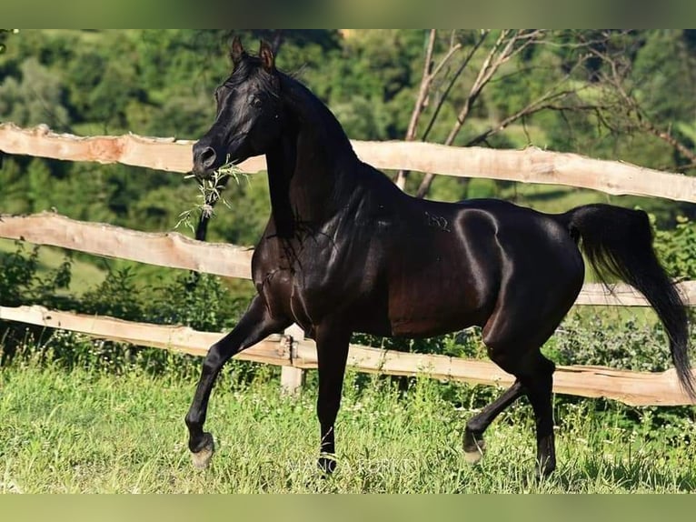 Dark Bay Arabian Horses