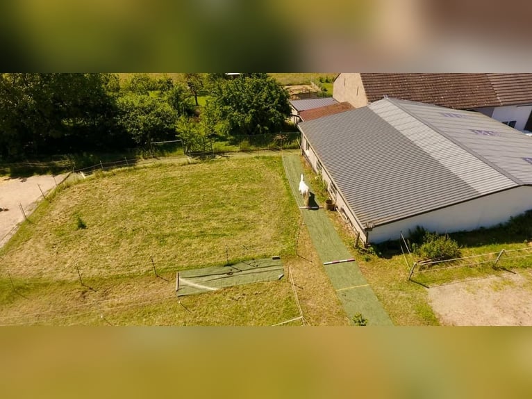 Equestrian facility with four stables for rent