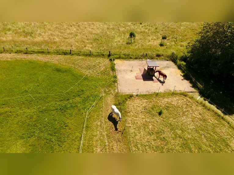 Equestrian facility with four stables for rent