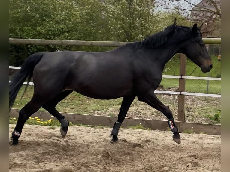 Deutsches Reitpferd Stute 11 Jahre 165 cm Schwarzbrauner in Wahlstedt