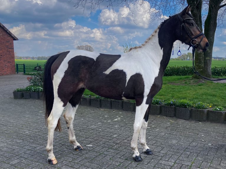 Deutsches Reitpferd Stute 3 Jahre 155 cm Schecke in Neuenkirchen