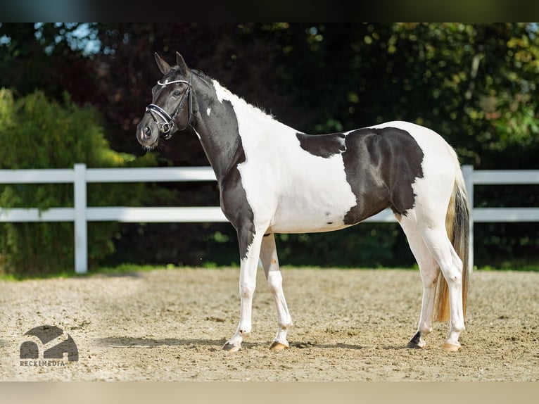 Deutsches Reitpony Stute 4 Jahre 148 cm Schecke in Bedburg
