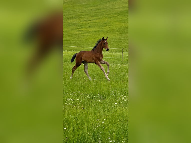 Deutsches Sportpferd Hengst Fohlen (04/2026) Brauner in Leibertingen