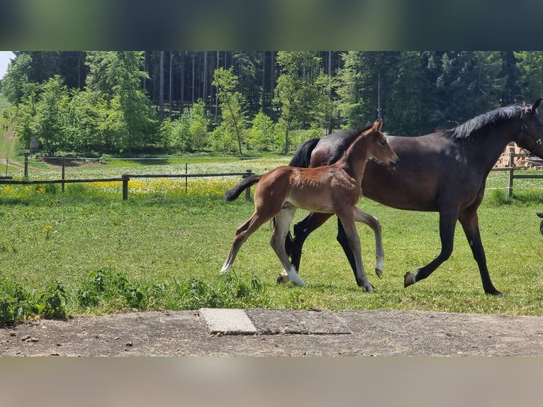 Deutsches Sportpferd Hengst Fohlen (04/2026) Brauner in Leibertingen