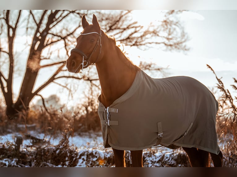 Deutsches Sportpferd Stute 10 Jahre 167 cm Fuchs in Blankenfelde-Mahlow