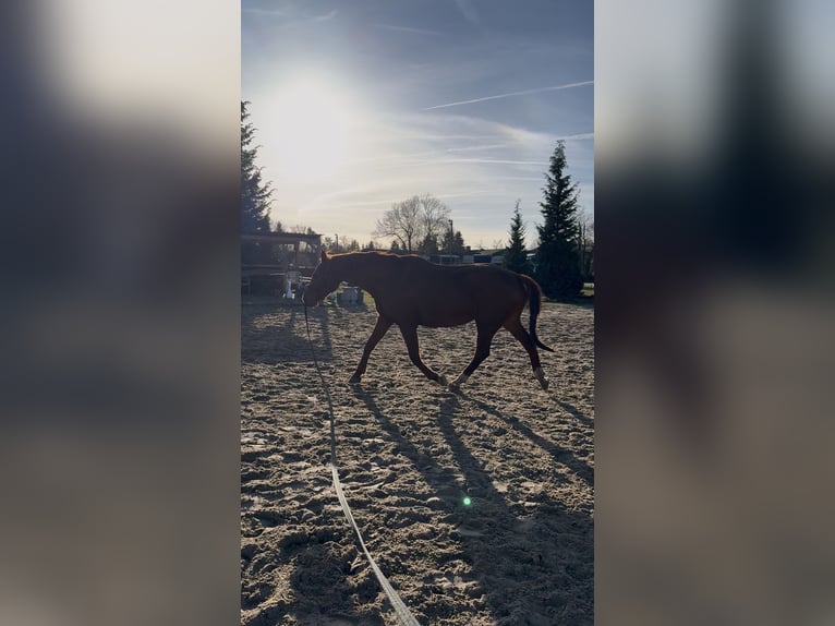 Deutsches Sportpferd Stute 10 Jahre 167 cm Fuchs in Blankenfelde-Mahlow