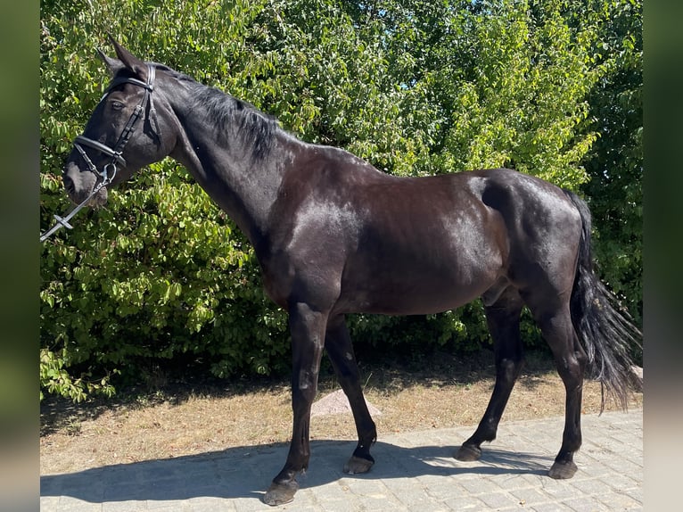 Deutsches Sportpferd Wallach 15 Jahre 172 cm Rappe in Moritzburg