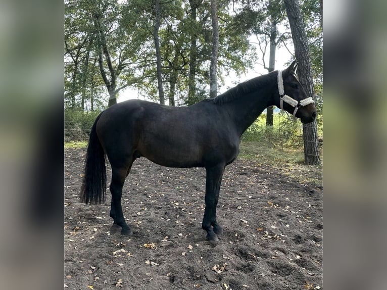 Deutsches Sportpferd Wallach 8 Jahre 175 cm Dunkelbrauner in Schönwalde
