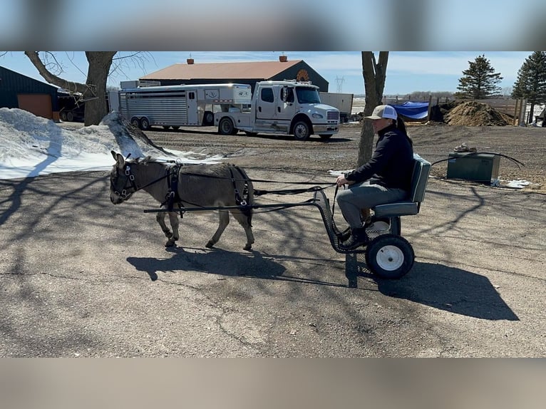 Donkey Gelding 9 years 8 hh in Valley Springs, SD