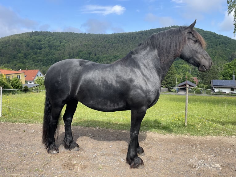 Friesen Stute 8 Jahre 157 cm Rappe in Biebergemünd