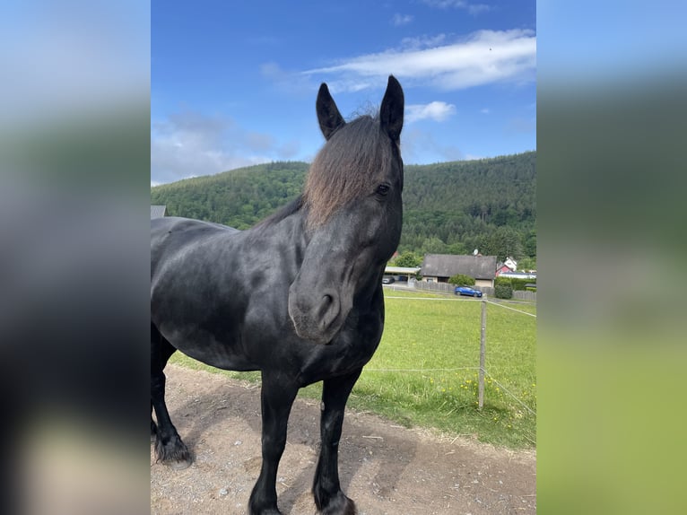Friesen Stute 8 Jahre 157 cm Rappe in Biebergemünd