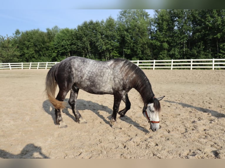Friesen Mix Wallach 8 Jahre 167 cm in Maria Hoop