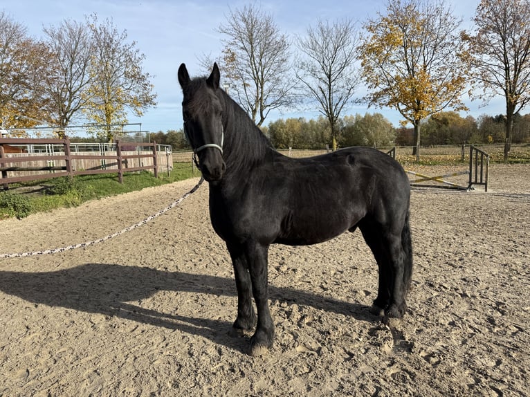 Friesen Wallach 9 Jahre 165 cm Rappe in Nordkirchen
