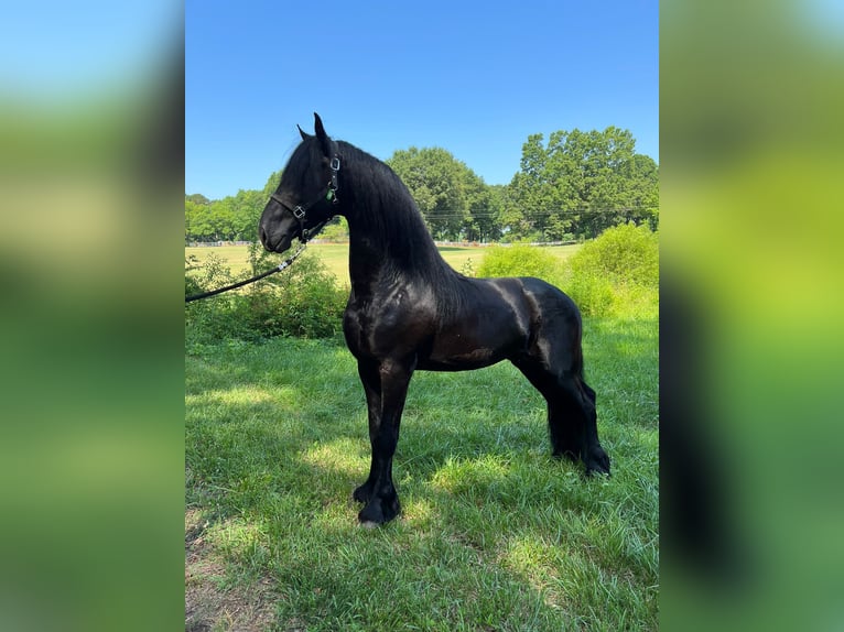 Friesian Stallion