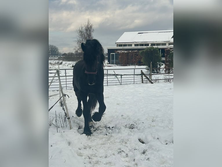 Friesian horses Stallion 4 years 16 hh Black in Kudelstaart
