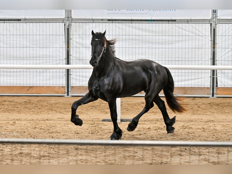 Frisone / Frisone Occidentale Stallone 2 Anni 167 cm Morello in Aschendorf