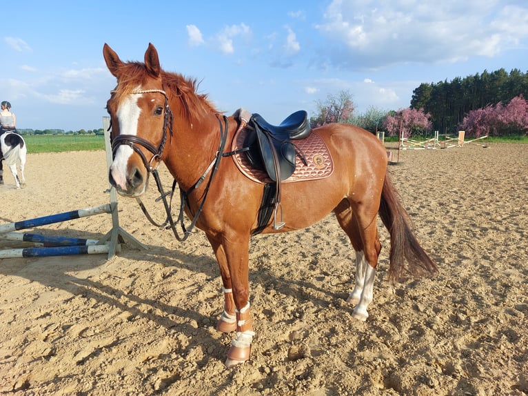 German Riding Pony Gelding 11 years 15 hh Chestnut-Red in Stendal