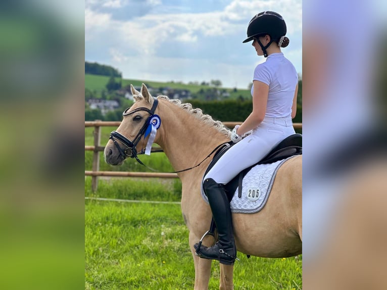 German Riding Pony Gelding 5 years 14,1 hh Palomino in Hückeswagen