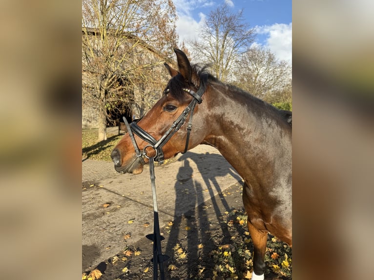 German Riding Pony Mare 9 years 14,2 hh in Mainz