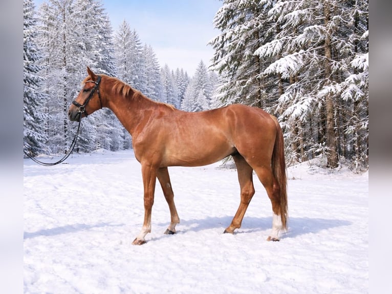 German Sport Horse Gelding 5 years 17 hh in Kyritz
