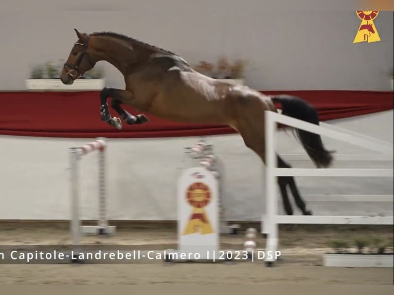 German Sport Horse Stallion 3 years 16,1 hh Brown in Gadegast