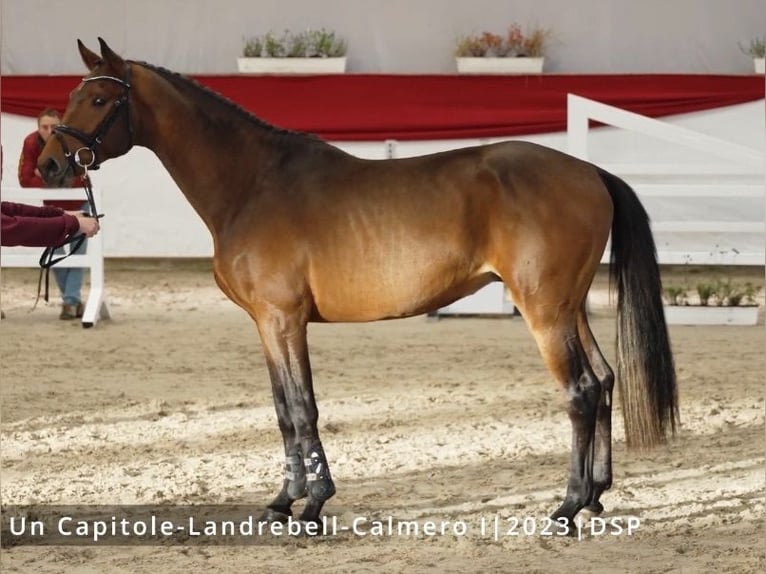 German Sport Horse Stallion 3 years 16,1 hh Brown in Gadegast